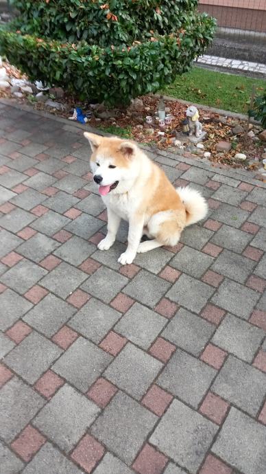 Prodaje se japanska akita ina
