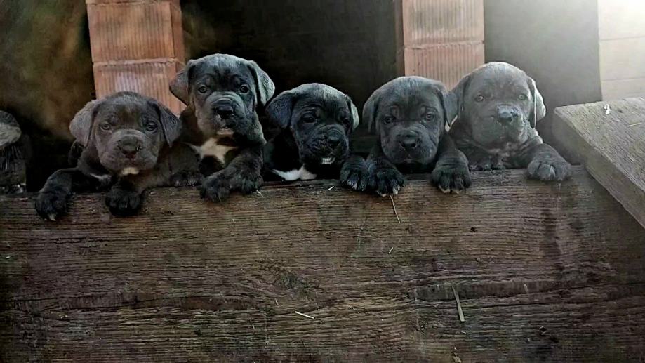 Prodajem cistokrvne Cane Corso stence