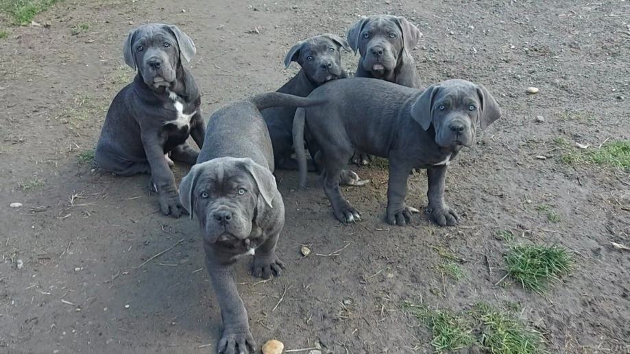 Prodajem cistokrvne Cane Corso stence