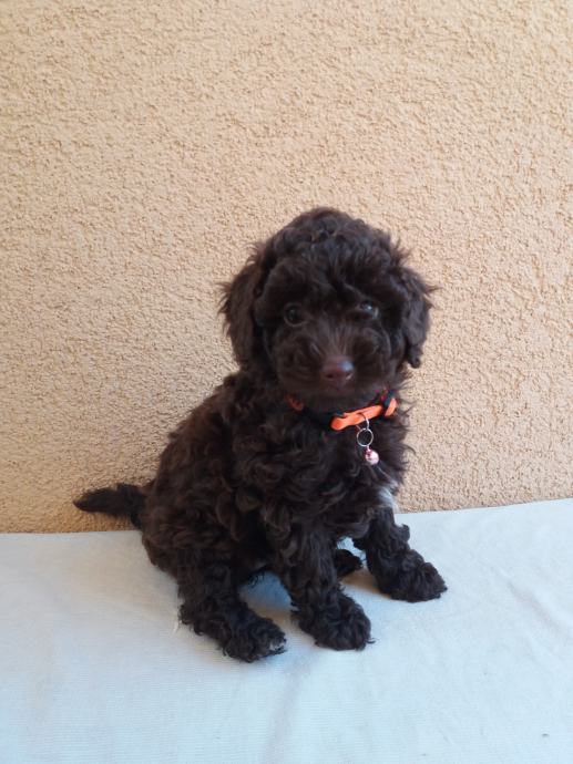 Štenci toy pudlice - smeđa i crna boja