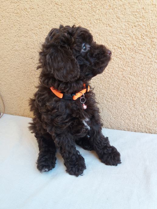 Štenci toy pudlice - smeđa i crna boja