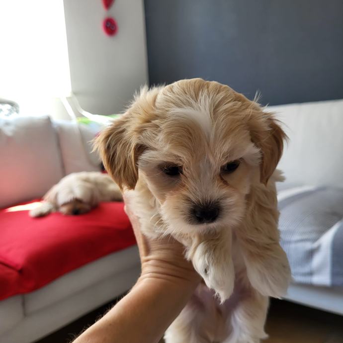 Prodajem morki morky morkie štence, kućno leglo,