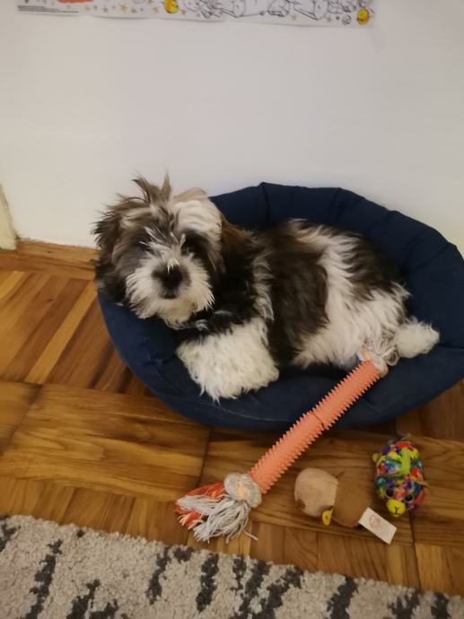 PRODAJEM MUŠKO ŠTENE MJEŠANAC BIŠON - SHIH TZU, STAR 4 MJESECA