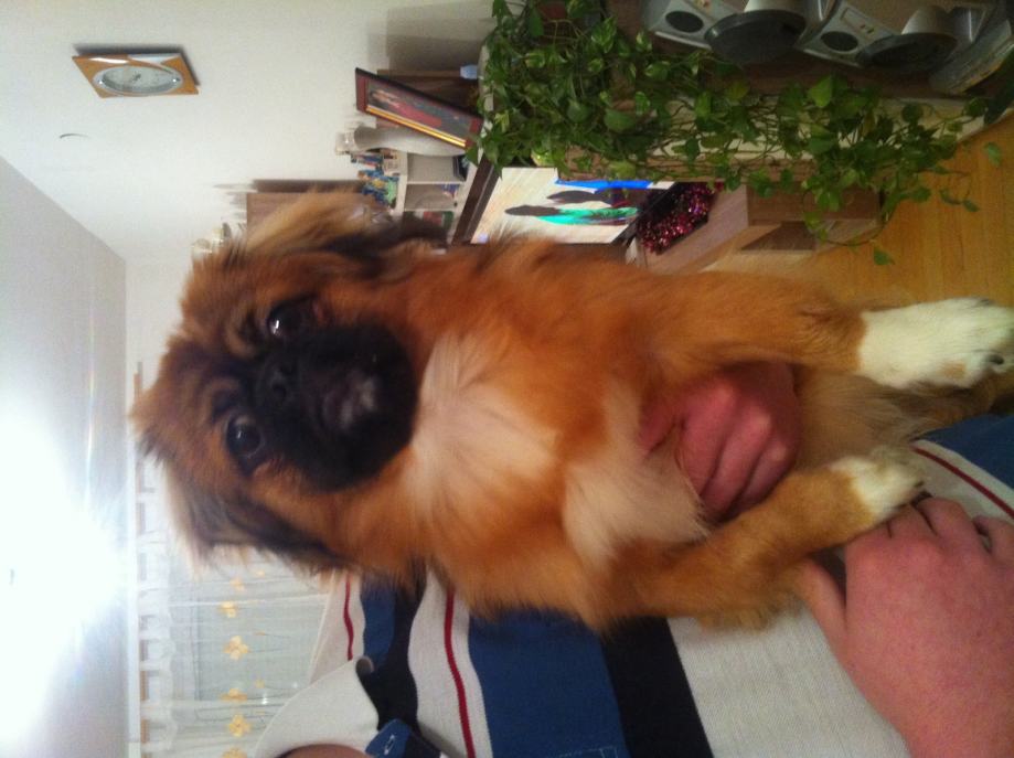 Prodajem muskog pekinezera