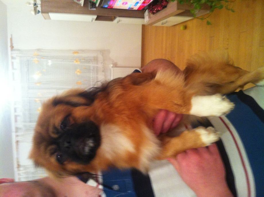 Prodajem muskog pekinezera