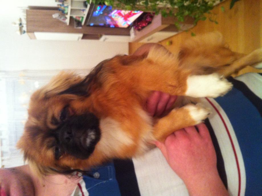 Prodajem muskog pekinezera