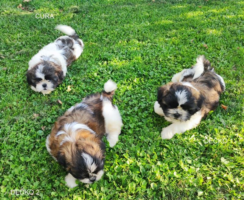 PRODAJEM SHI -TZU ŠTENCE