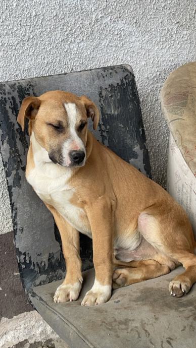 PRODAJEM STENCE AMERICKOG STAFORDA