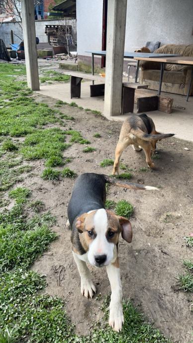 PRODAJEM STENCE AMERICKOG STAFORDA