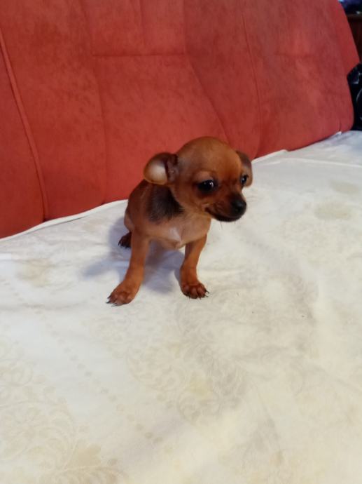 Prodajem štence Čivave.