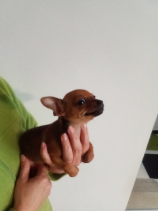 Prodajem štence Čivave.