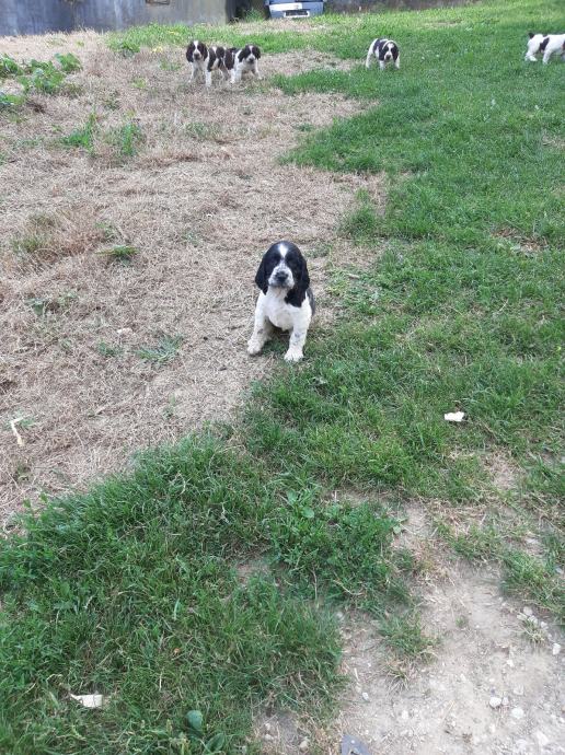 prodajem stence engleskog springer spanijela