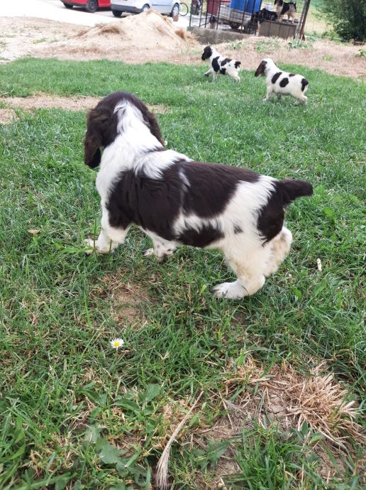 prodajem stence engleskog springer spanijela