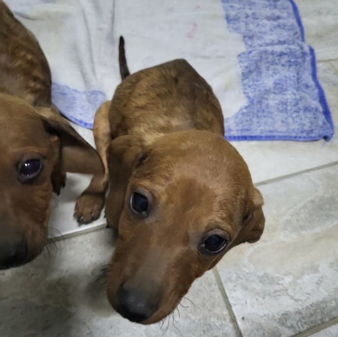 Prodajem štence kratkodlakog jazavčara