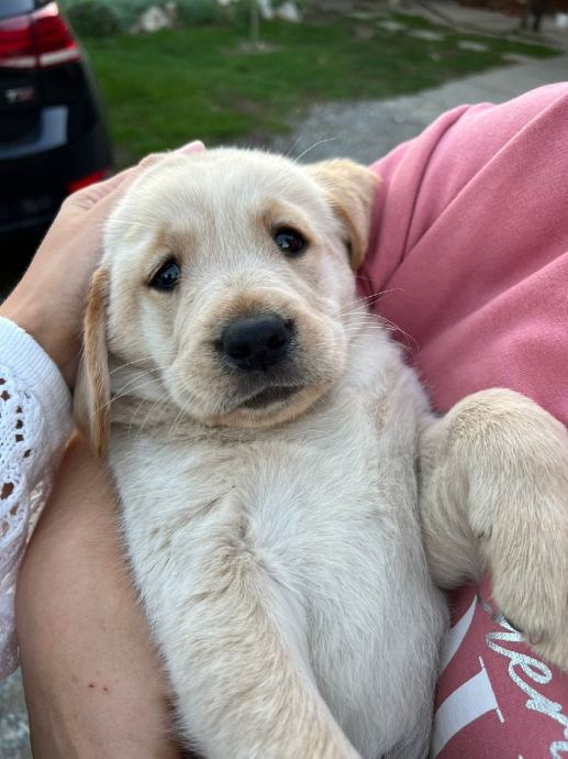 Prodajem štence labradora
