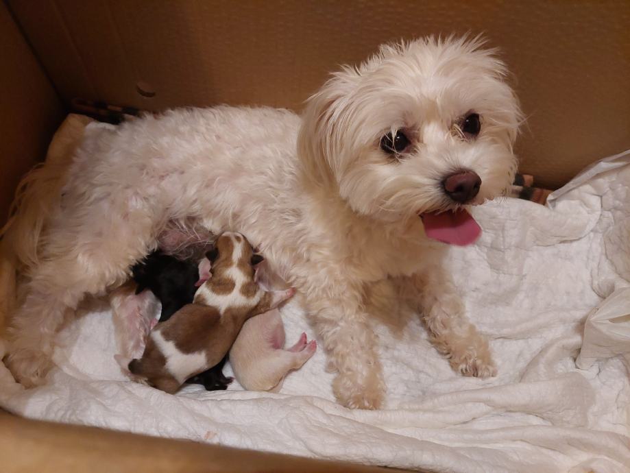 prodajem stence maltezera i yorskog terijera