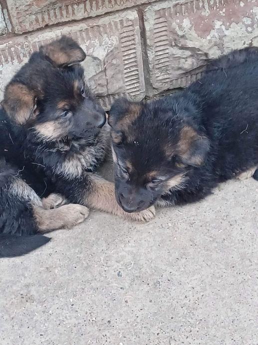 Prodajem stence njemackog ovcara