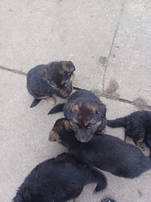 Prodajem stence njemackog ovcara