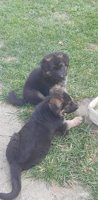 Prodajem stence njemackog ovcara