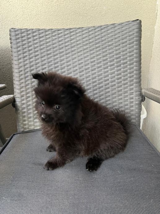 Prodajem stence Njemačkog špica