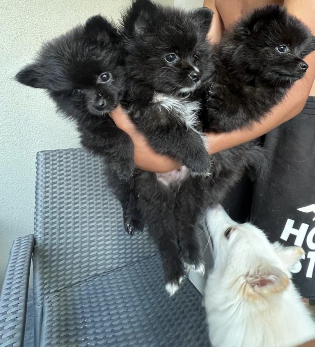 Prodajem stence Njemačkog špica