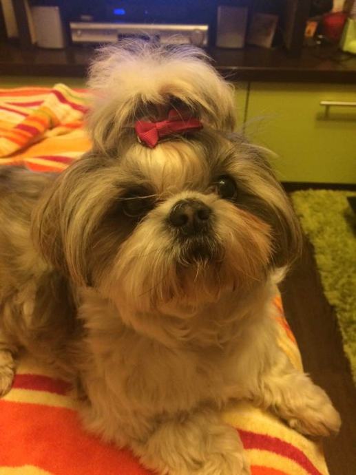 shih tzu, si ci, shi tzu štenci prodaja