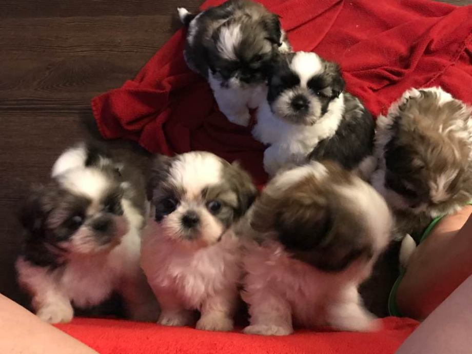 shih tzu, si ci, shi tzu štenci prodaja