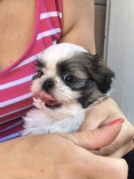 shih tzu, si ci, shi tzu štenci prodaja