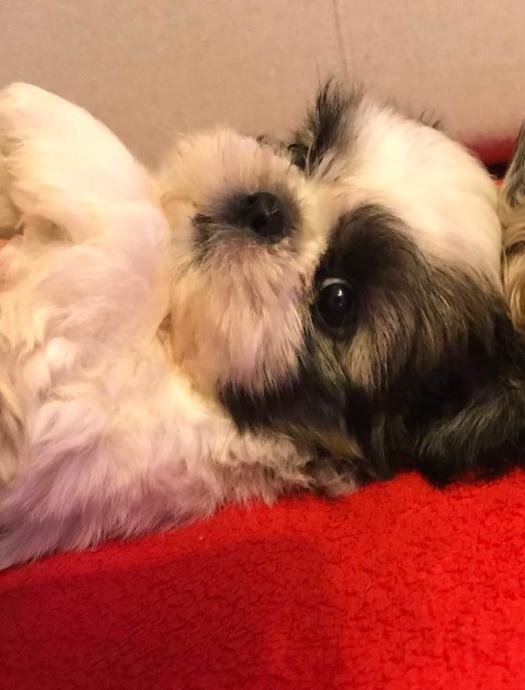 shih tzu, si ci, shi tzu štenci prodaja