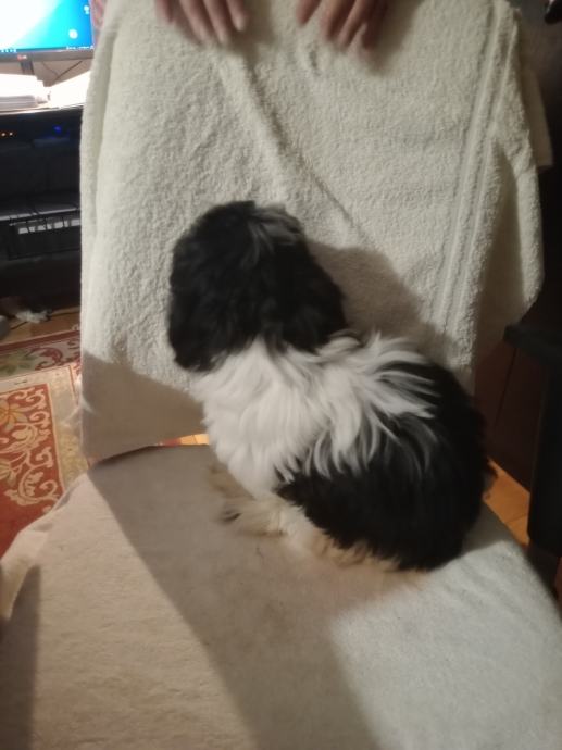 prodajem stence shitsu