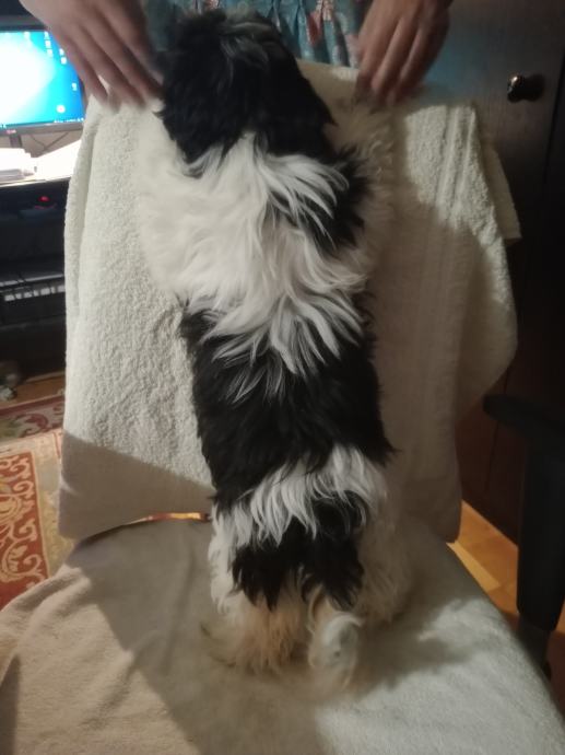 prodajem stence shitsu