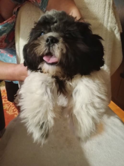 prodajem stence shitsu