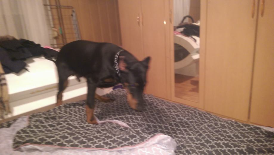 Prodajem štene dobermana