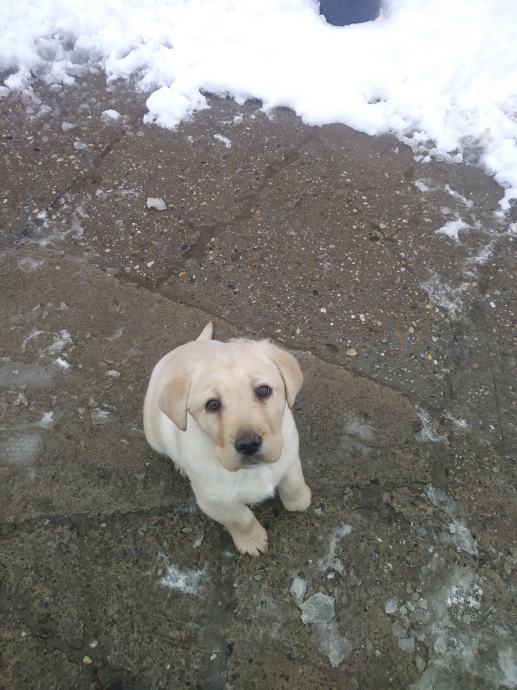 Prodajem stene pasmine Labrador