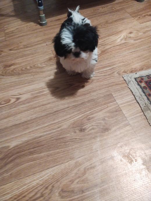 Prodajemo čistokrvne mini shih tzu stence