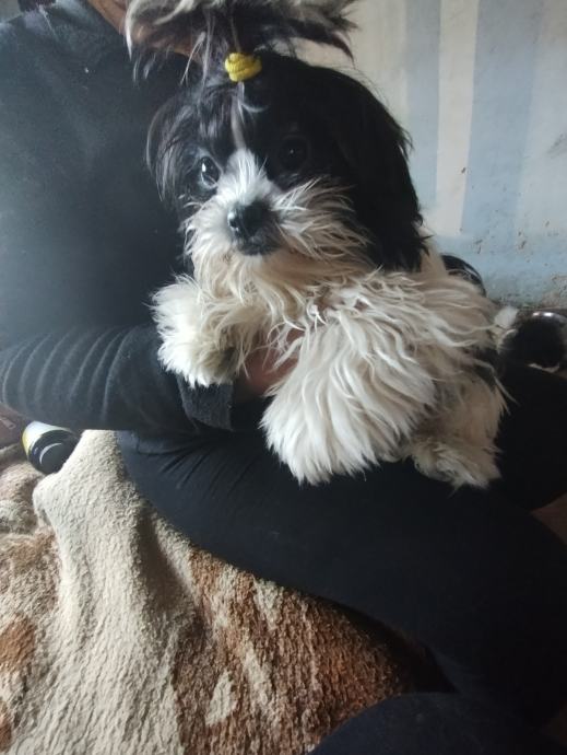 Prodajemo čistokrvne mini shih tzu stence