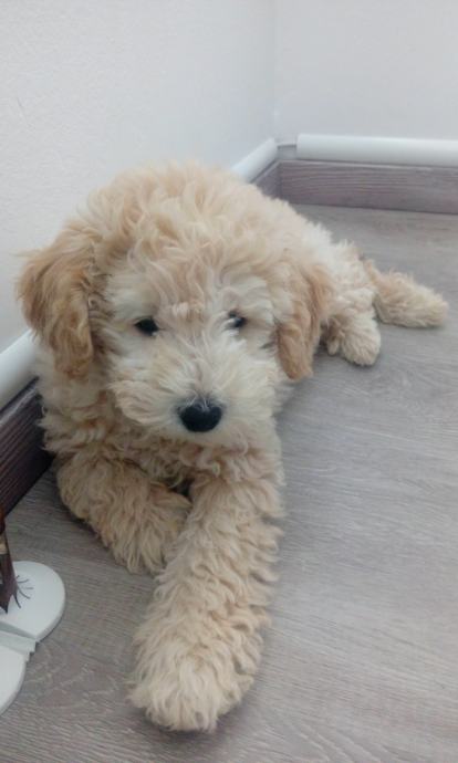 Prodajemo štene pudlice