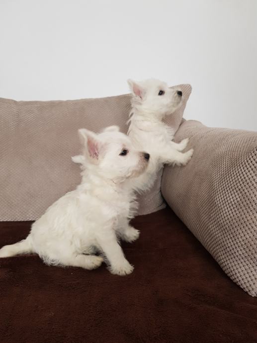 prodajemo štence čistokrvnog westy terijera