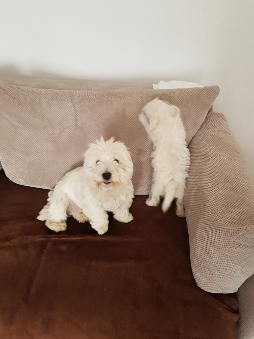 prodajemo štence čistokrvnog westy terijera