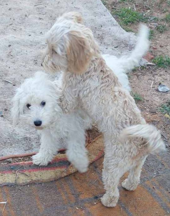 Prodaju se štenci pasmine Cockapoo ( mješanci kokera i pudlice)