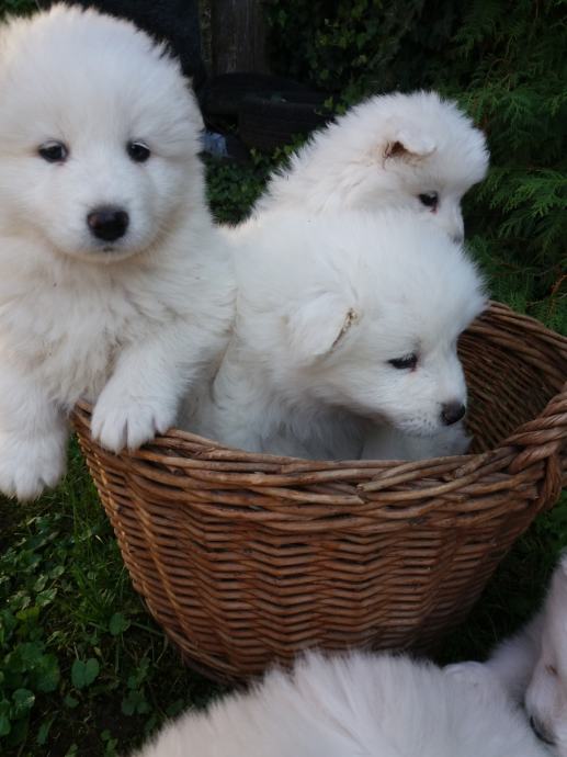 SAMOJED prodaju se štenci sibirskog samojeda