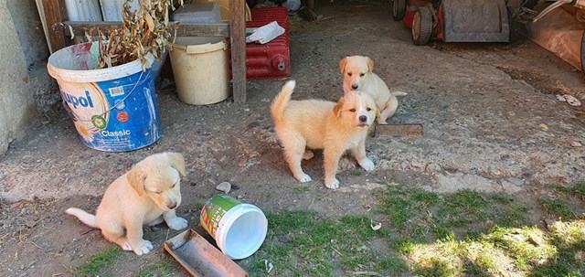 Psi mješanac labrador/samojed