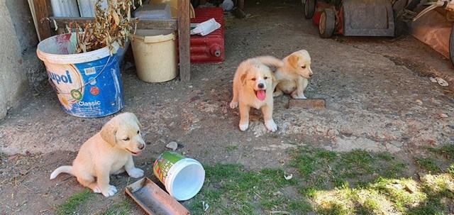 Psi mješanac labrador/samojed