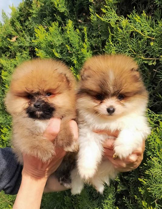 PSI POMERANCI, PAS POMERANAC, ŠPIC, SPIC