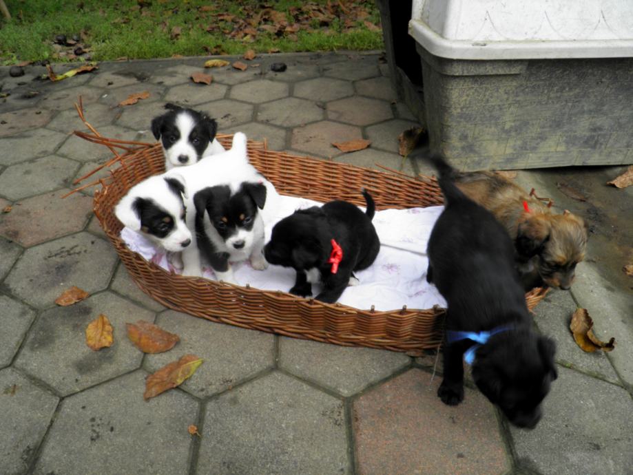 PSI PSIĆI MALI NA POKLON