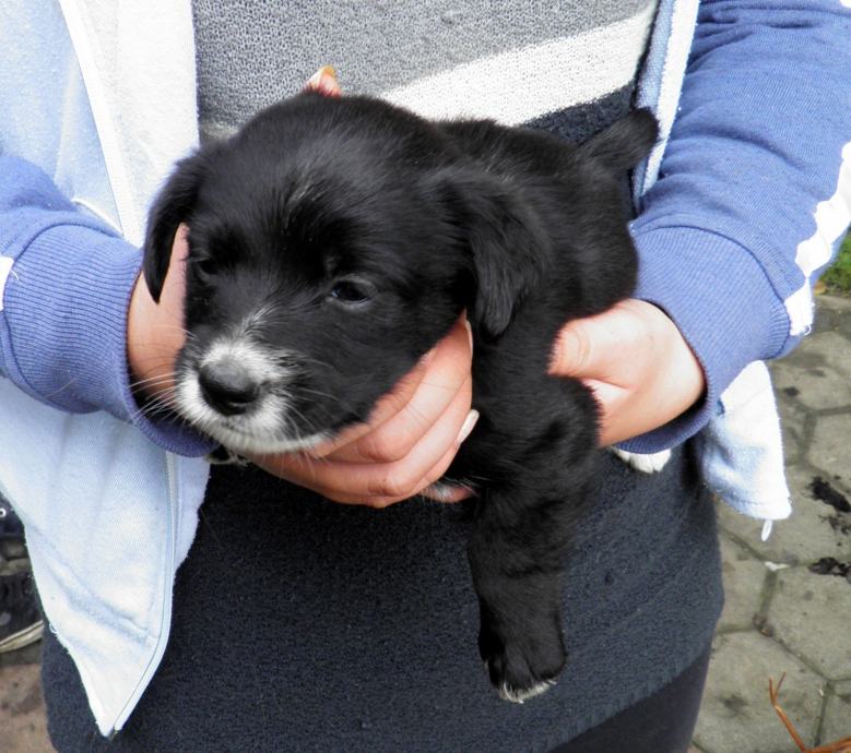 PSI PSIĆI MALI NA POKLON