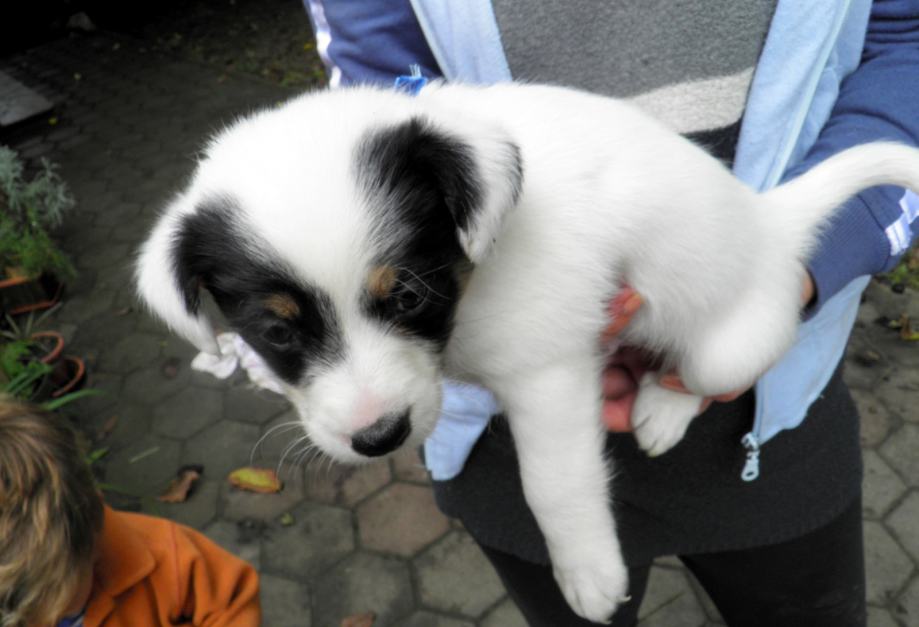 PSI PSIĆI MALI NA POKLON