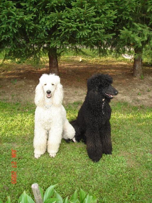 Pudla kraljevska crna United Colors Poodle