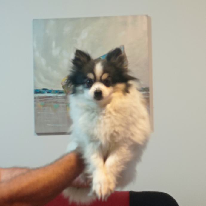 Pomeranski špic kujica