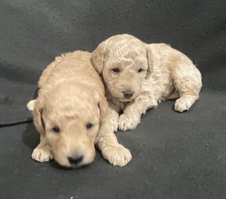 Pudla mini apricot štenci